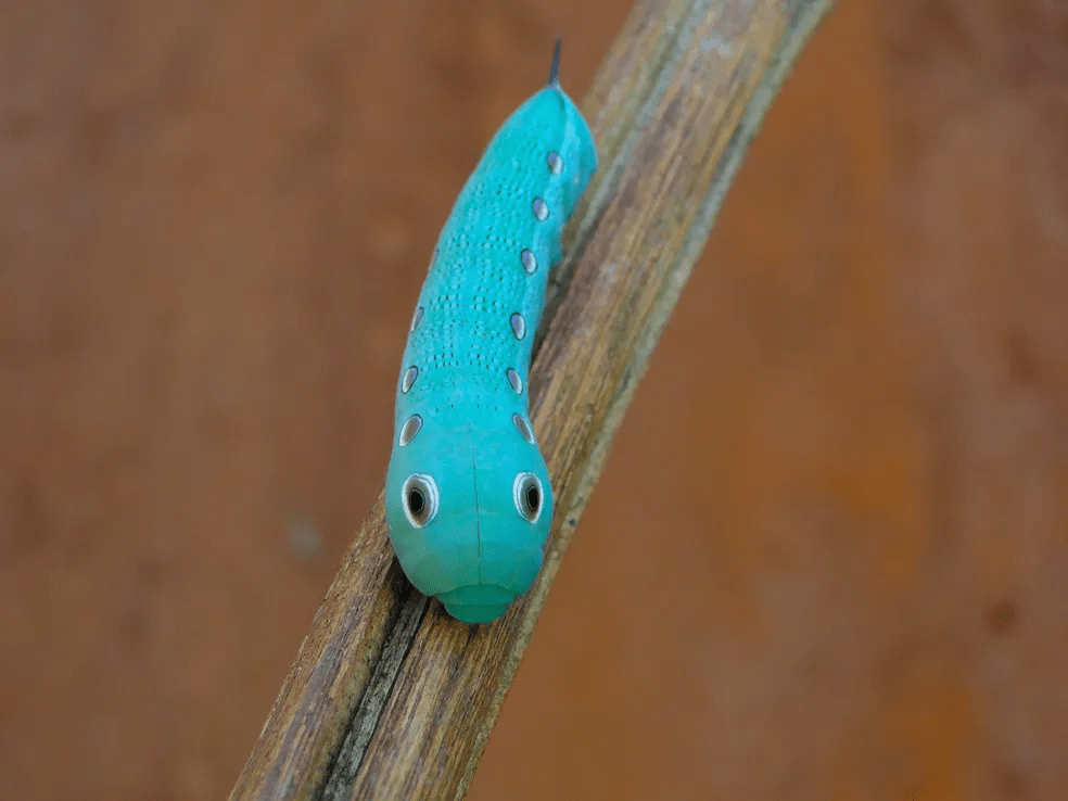 Larvas de borboletas e mariposas são destaque no acervo de observadora ...