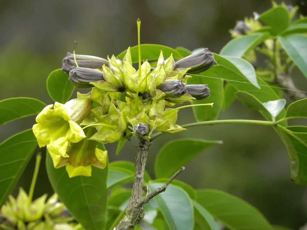 ‘Pouco conhecido’: ipê-verde é nativo e apresenta propriedades medicinais – Comando Notícia